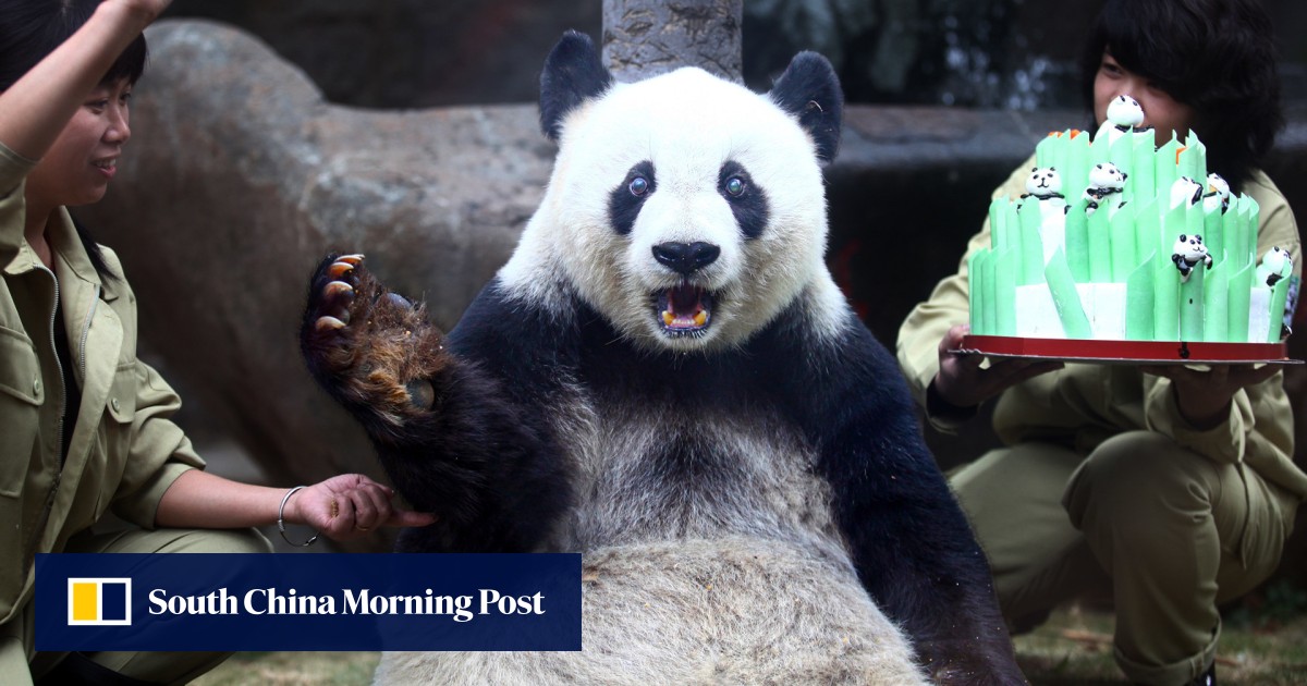 Video | How China’s panda loans work and diplomatic role of the bears ...
