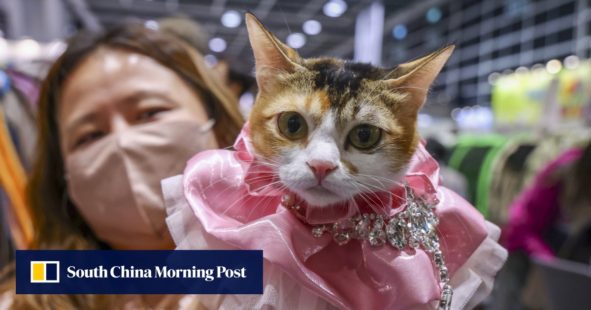 Better than children: why Hong Kong residents pamper their cats | South ...