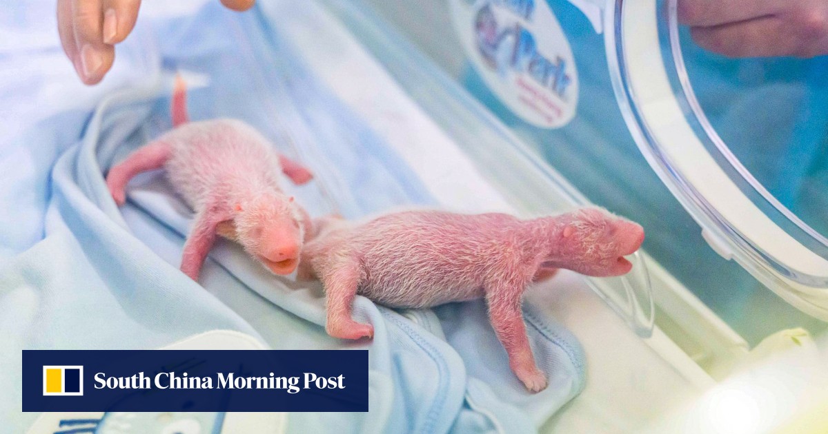 Hong Kong’s 4-day-old panda twins stable but ‘a little fragile’: Ocean ...