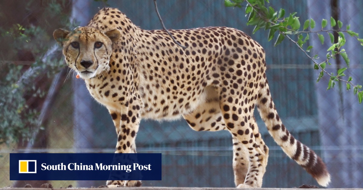 India’s cheetah reintroduction plan faces collapse after the death of ...