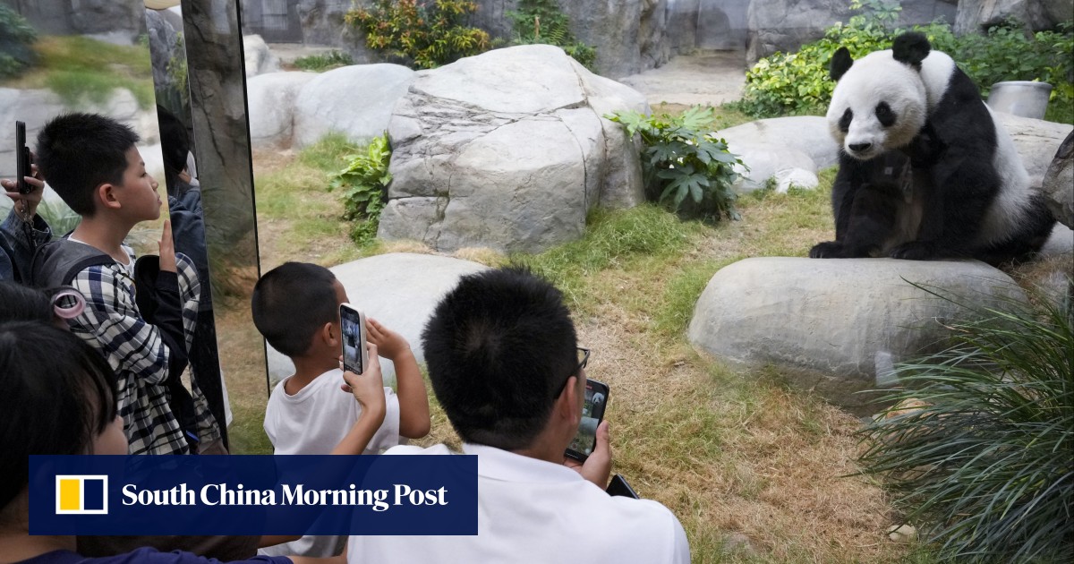 Hong Kong to welcome new pair of giant pandas on September 26 | South ...