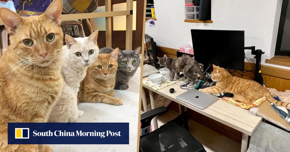 Japan company wows social media with cat ‘staff’ – office clerk ...
