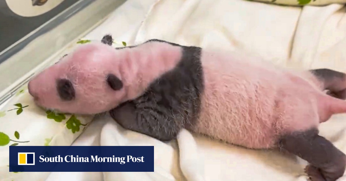 Panda Watch: Hong Kong’s cub twins are 3 weeks old and thriving | South ...