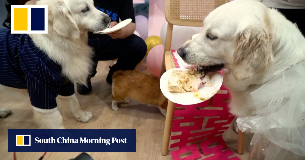 Video | Puppy love: dog weddings on the rise in China even as pet ...