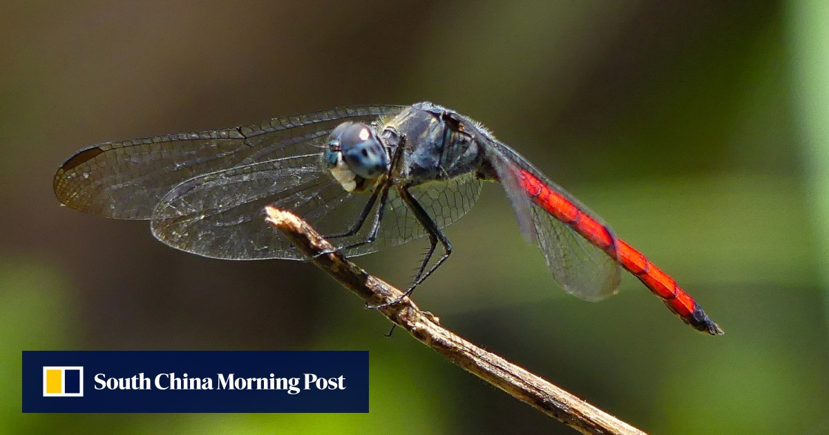 Green group records first sighting of rare dragonfly in Hong Kong ...