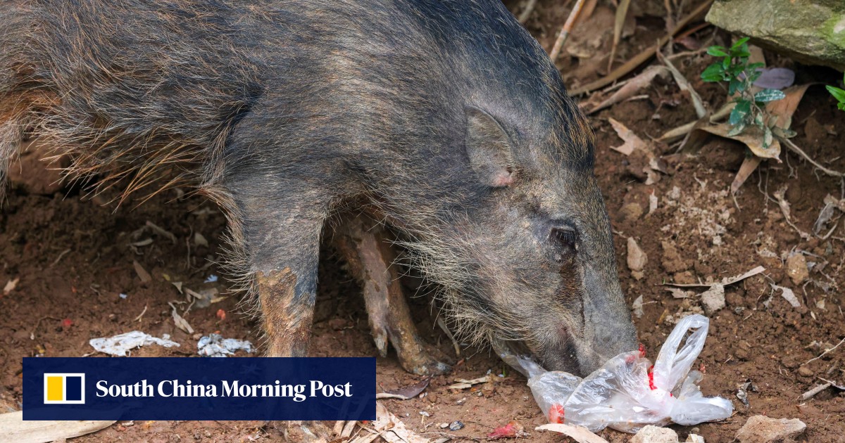 Microplastics found in 85% of faeces collected from wild animals in ...