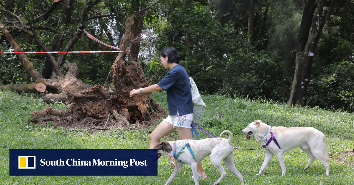 Letter | Why the delay in adding trees to Hong Kong’s ‘old and valuable ...