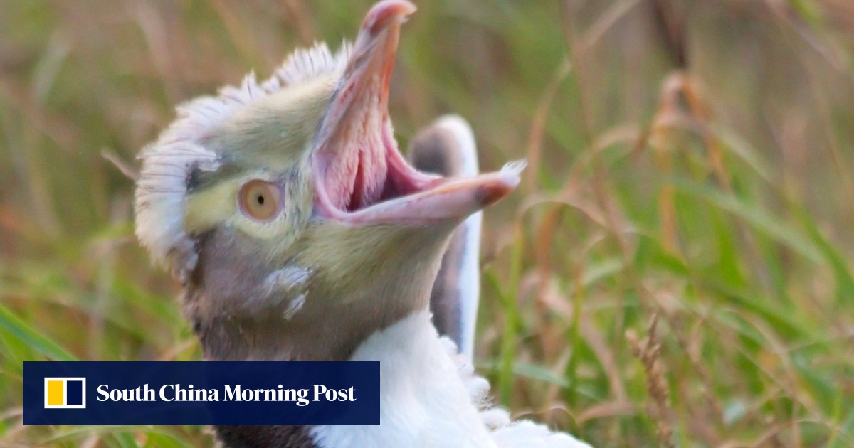 Noisy, smelly yellow-eyed penguin wins New Zealand’s bird of the year ...