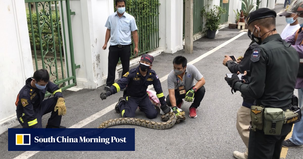 Python grabs Thai woman in her kitchen, squeezes her for 2 hours before ...