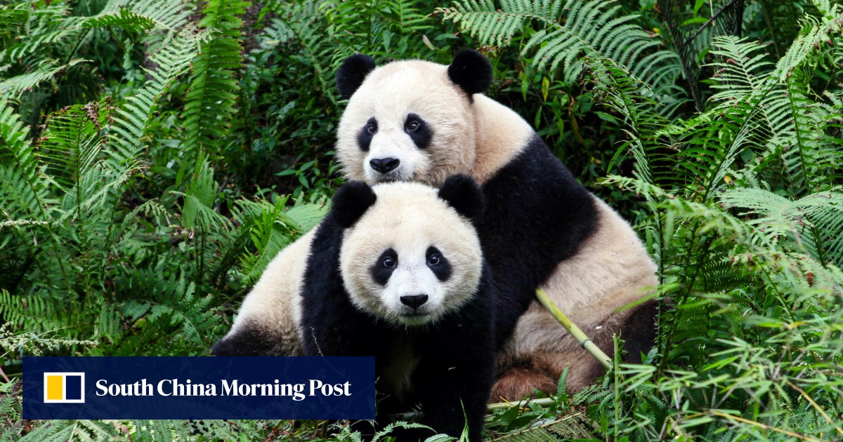 Chinese scientists hope panda stem cell breakthrough can help species ...