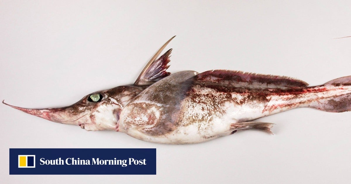 New species of ‘ghost shark’ emerges from the depths in New Zealand ...
