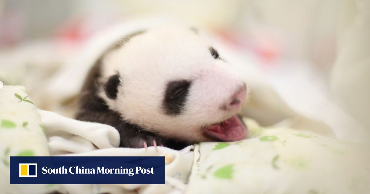 Panda Watch: twins’ eyes open wider, spotlight shared with Hong Kong ...