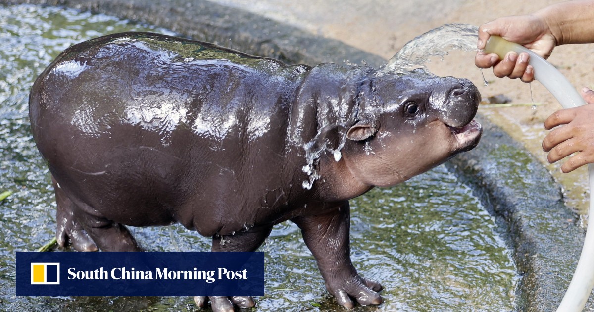 Thailand zoo defends viral baby hippo Moo Deng against Peta’s captivity ...