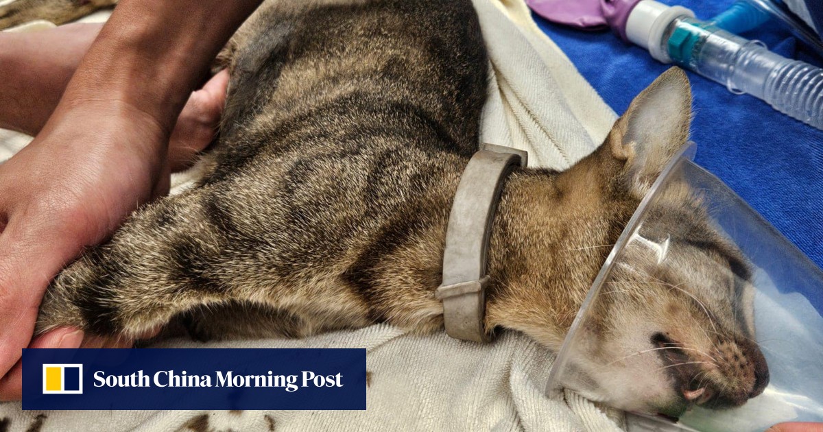 Hong Kong police investigate alleged hit-and-run involving dead cat in ...