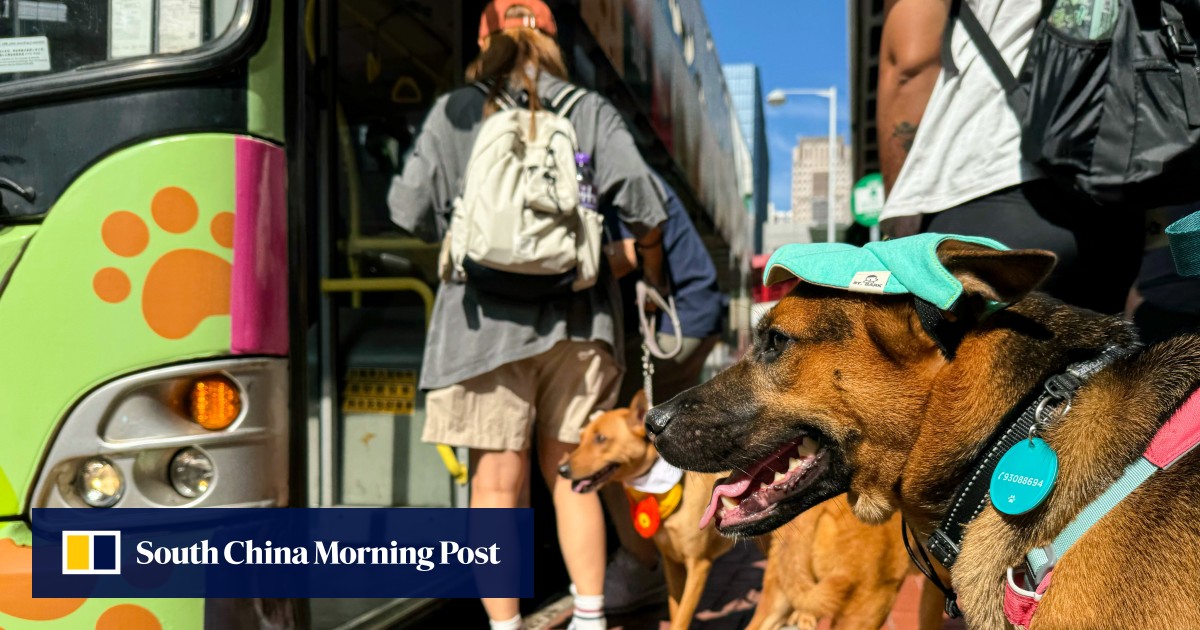 Hong Kong pets welcomed aboard city’s first animal-friendly public bus ...