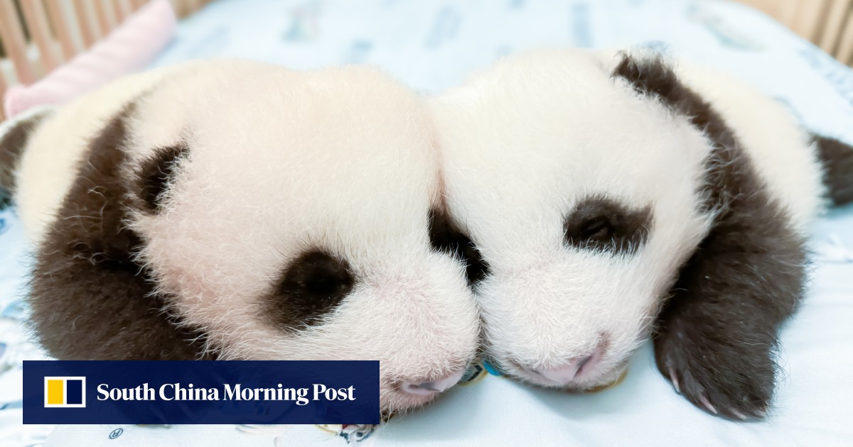 Hong Kong’s Ying Ying recovering slowly since giving birth as panda ...
