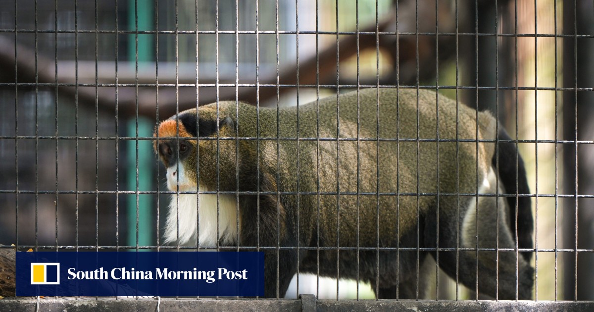 Ninth monkey dies at Hong Kong zoo, other animals in good health ...