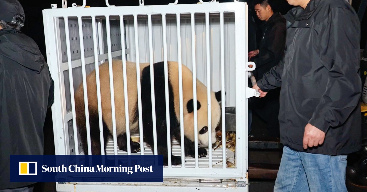 Fresh chapter in panda diplomacy as new bears from China arrive in ...
