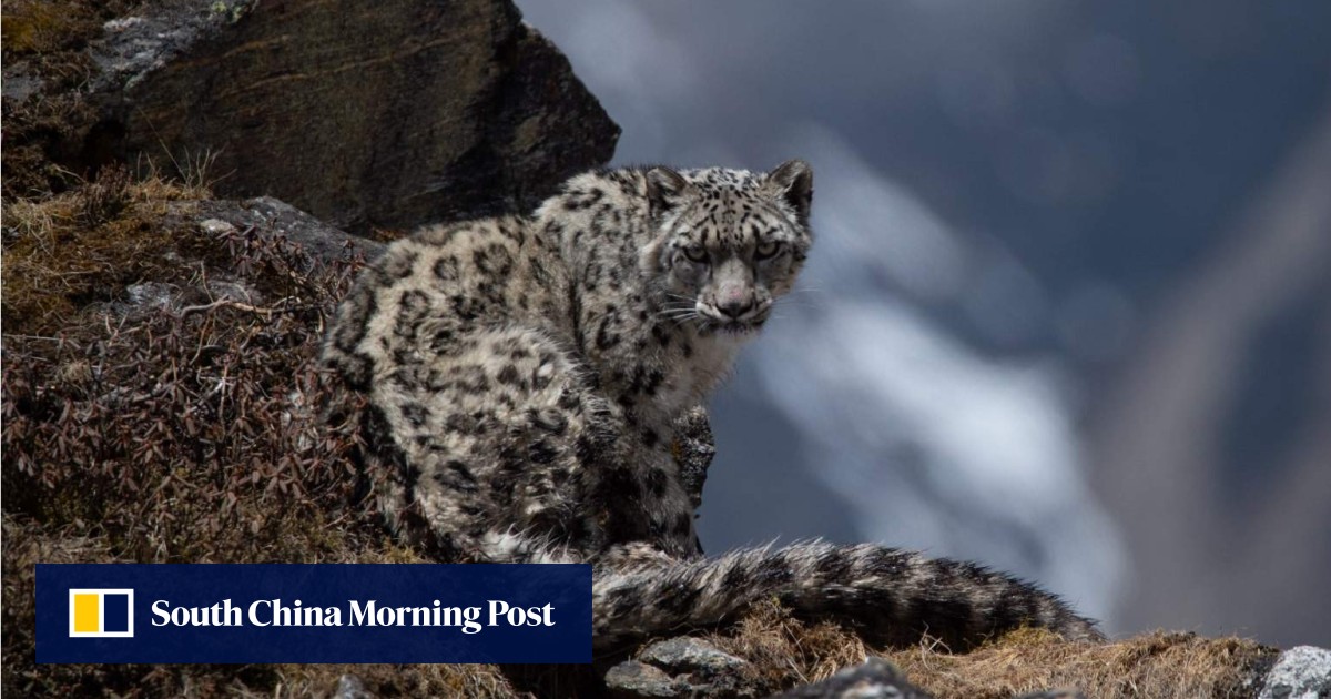 Snow leopards could vanish from Nepal by 2050 under severe climate ...