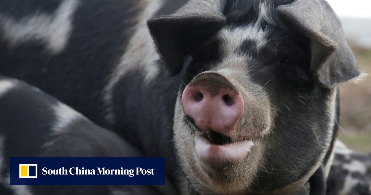 What can scientists can do with AI? This algorithm matches pig sounds ...