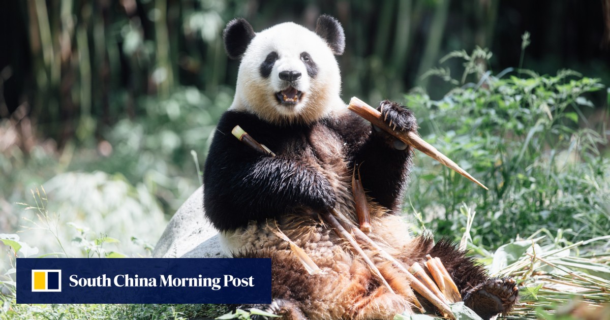 Hong Kong’s new pandas An An and Ke Ke explore Ocean Park home after ...