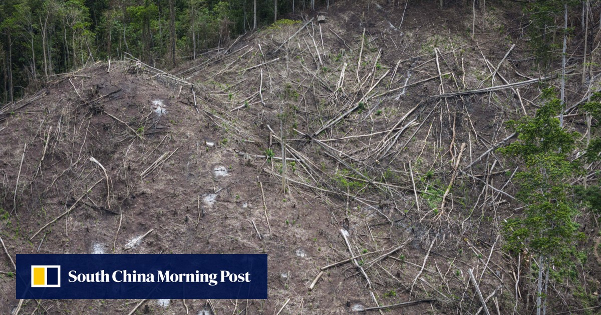 Indonesian forests pay the price for growing biomass energy demand ...