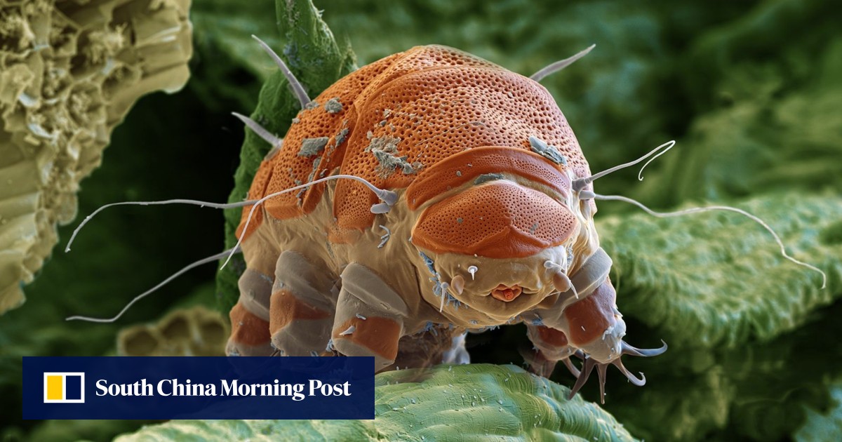 Why tiny water bears are true survivors – and what it might mean for astronauts | South China ...