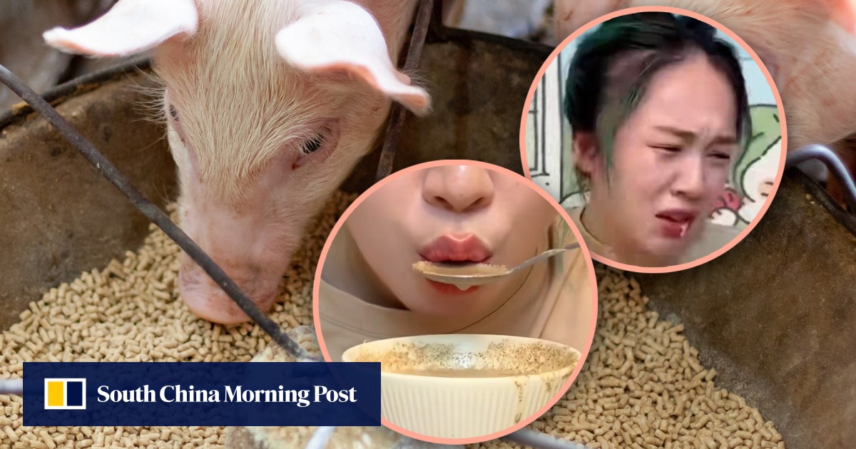 China KOL adopts pig feed diet costing 40 US cents to save money ...