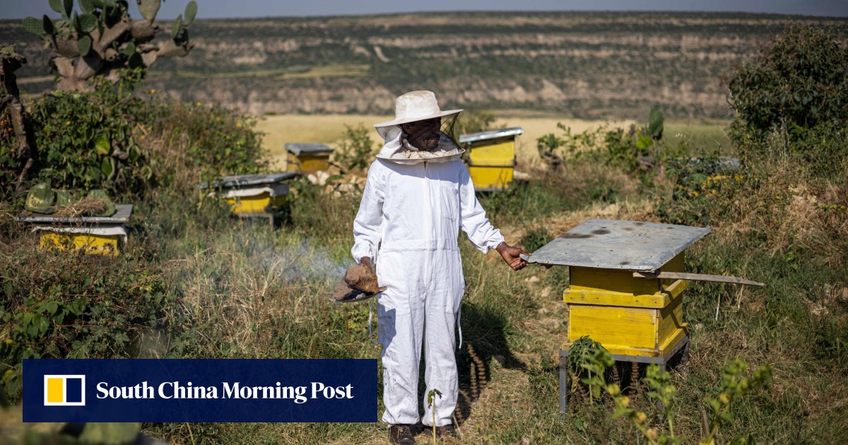 Beekeeper in Ethiopia rebuilds after civil war, hoping to restore white ...