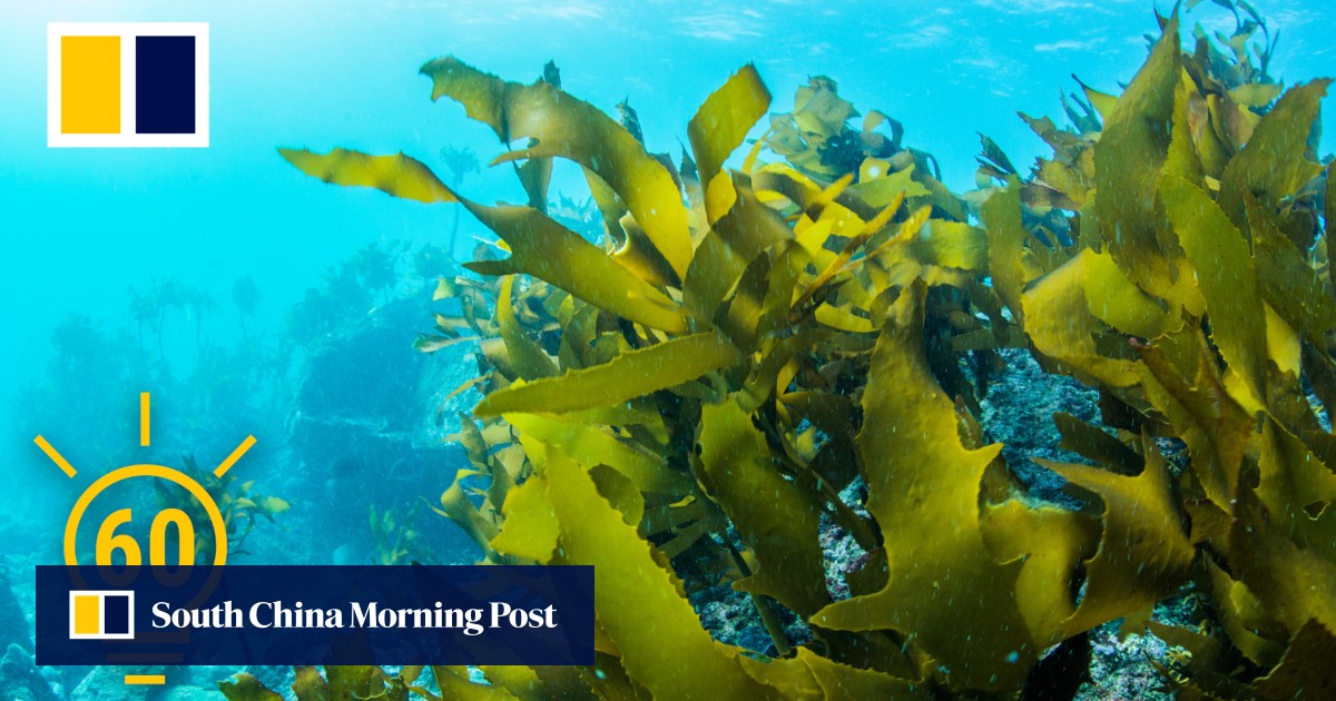 Video | Could Japan seaweed – eelgrass – be a new supercrop? | South ...