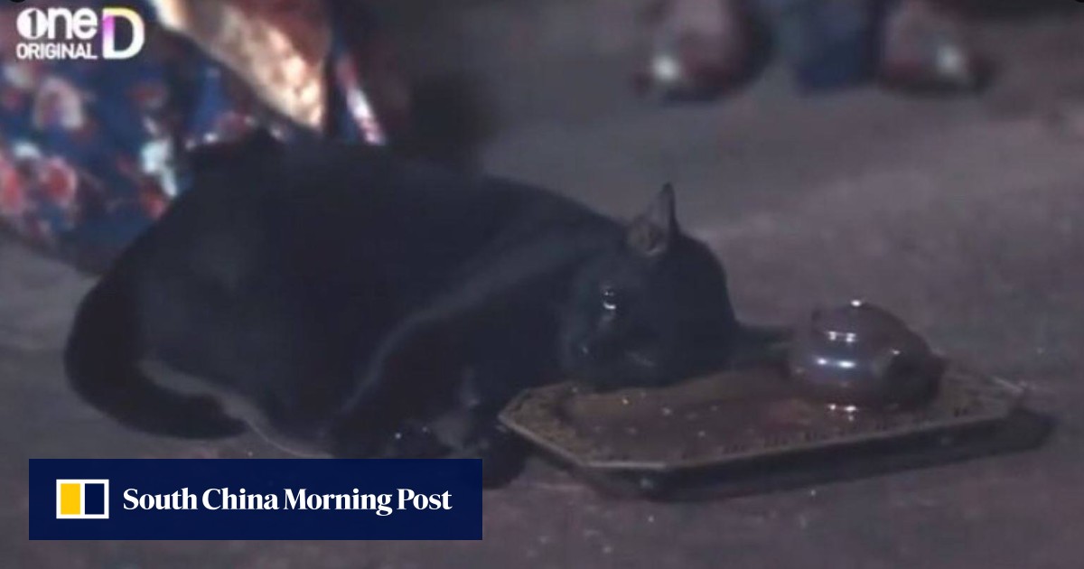 Thai drama sparks anger over cat being sedated to portray poisoning ...