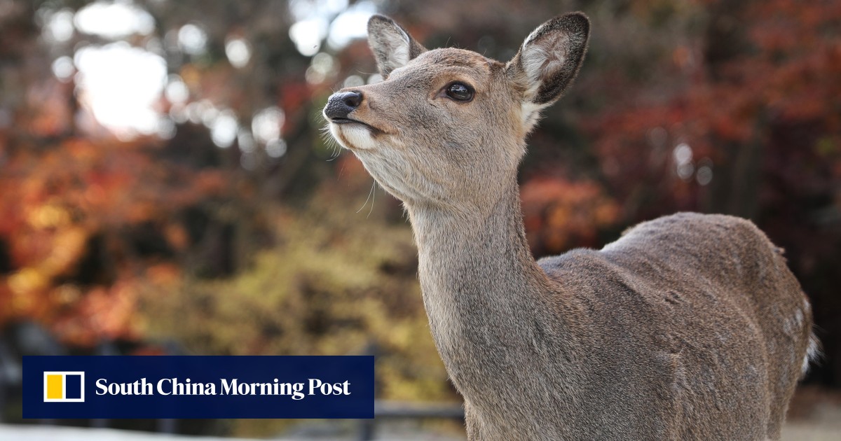 Deer attacks on the rise in Japan’s Nara Park as tourists return post ...