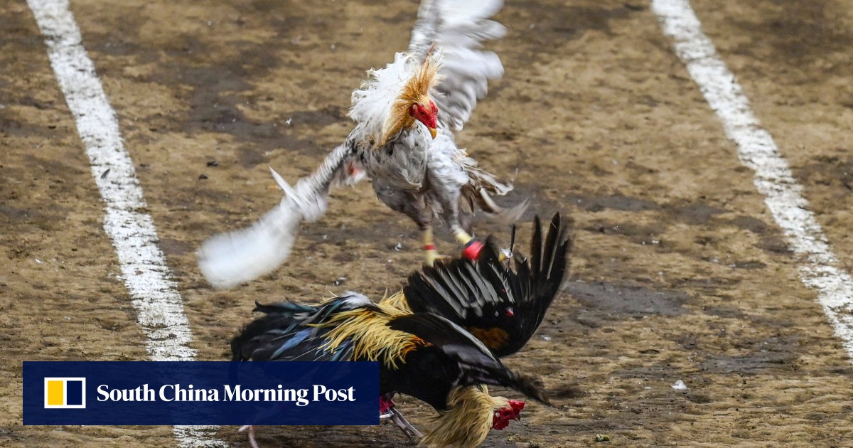 Philippine Cockfighting Still Soars Even As Feathers Are Ruffled Over