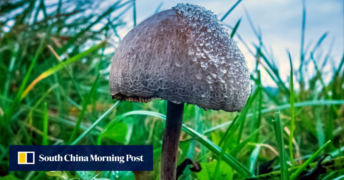 ‘Magic’ mushroom compound psilocybin relieves cluster headaches. If ...