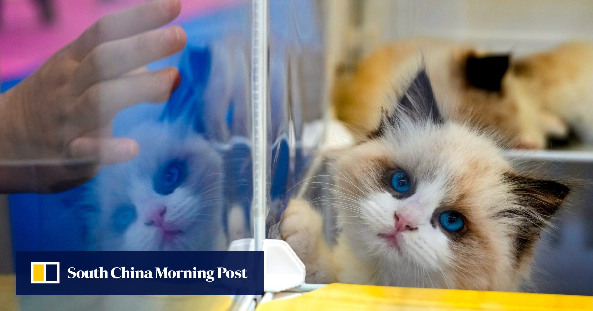 Hong Kong to slash quarantine for cats and dogs from Macau from 120 ...