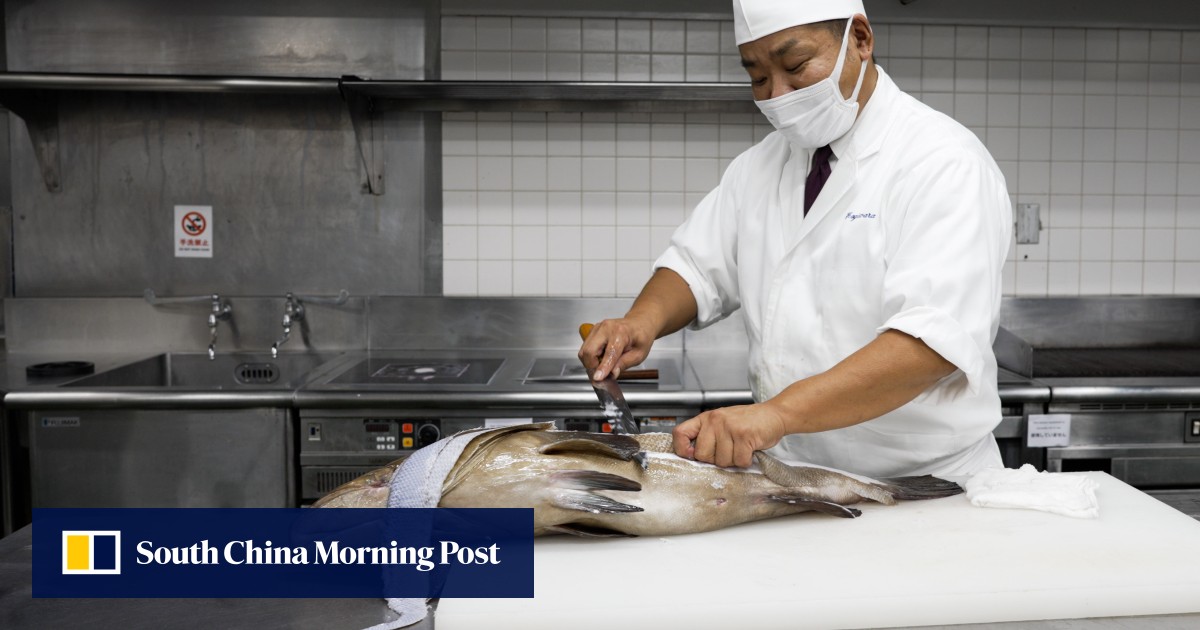 ‘Mysterious’ fish that’s famous in Fukuoka, and why it is sumo ...