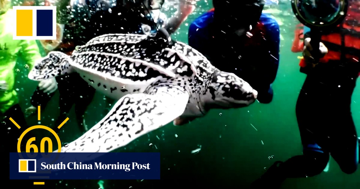 Video | Thailand’s hand-raised baby leatherback sea turtles fight ...