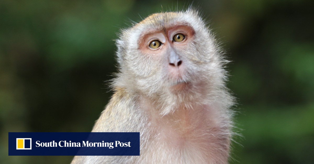 Chinese scientists keep monkey alive for 6 months with gene-edited pig ...