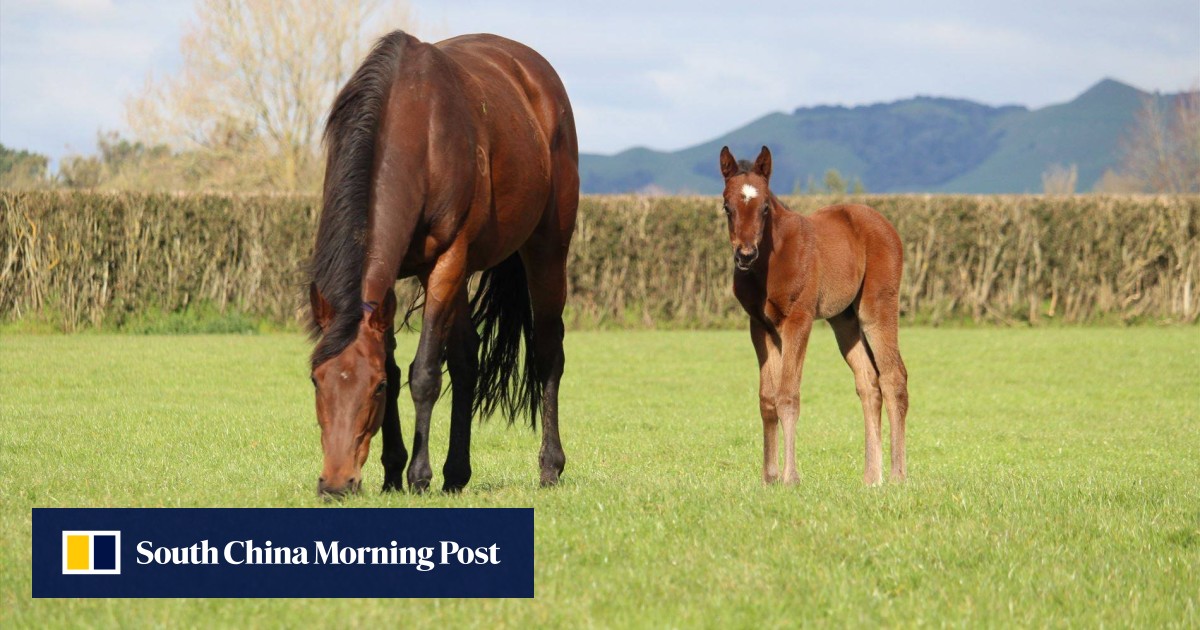 Rookie breeder Fraser Auret strikes gold with boom Hong Kong sprinter ...