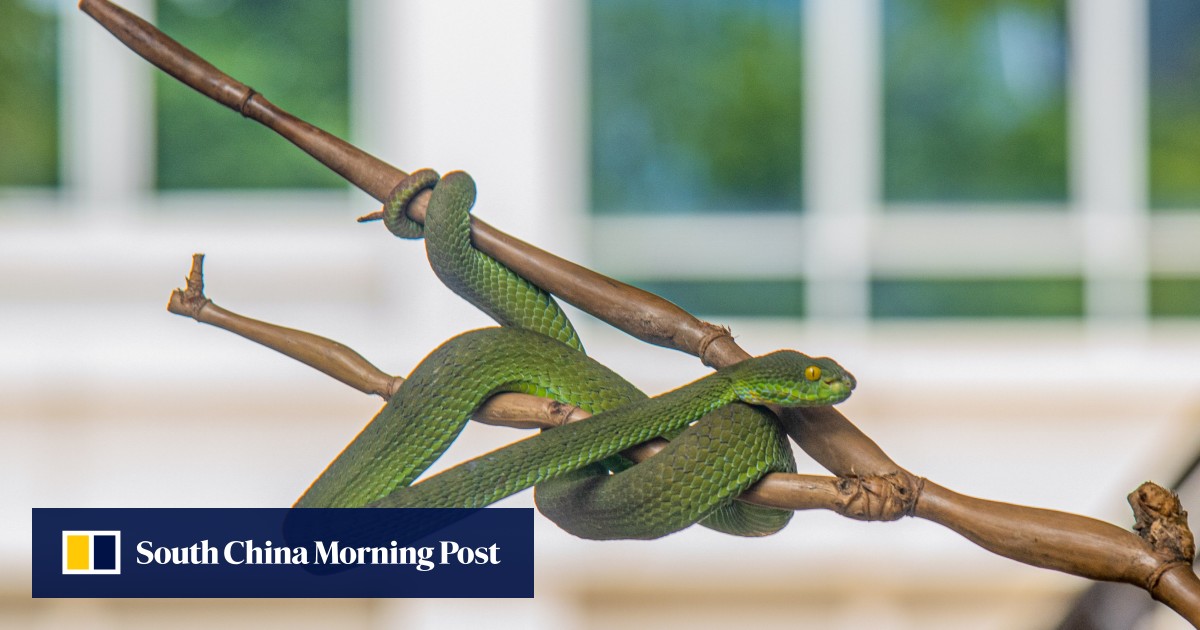 Why the Year of the Wood Snake starting in 2025 could bring major ...