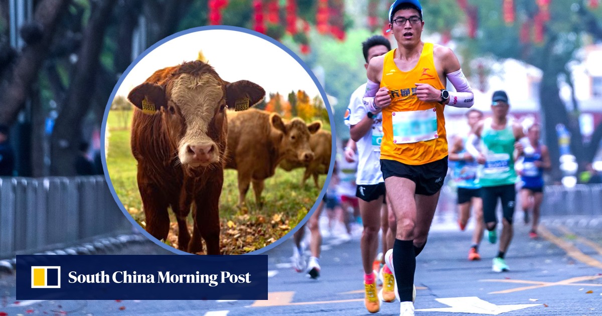 China half-marathon offers unique prizes – cow, wild fish, chickens ...