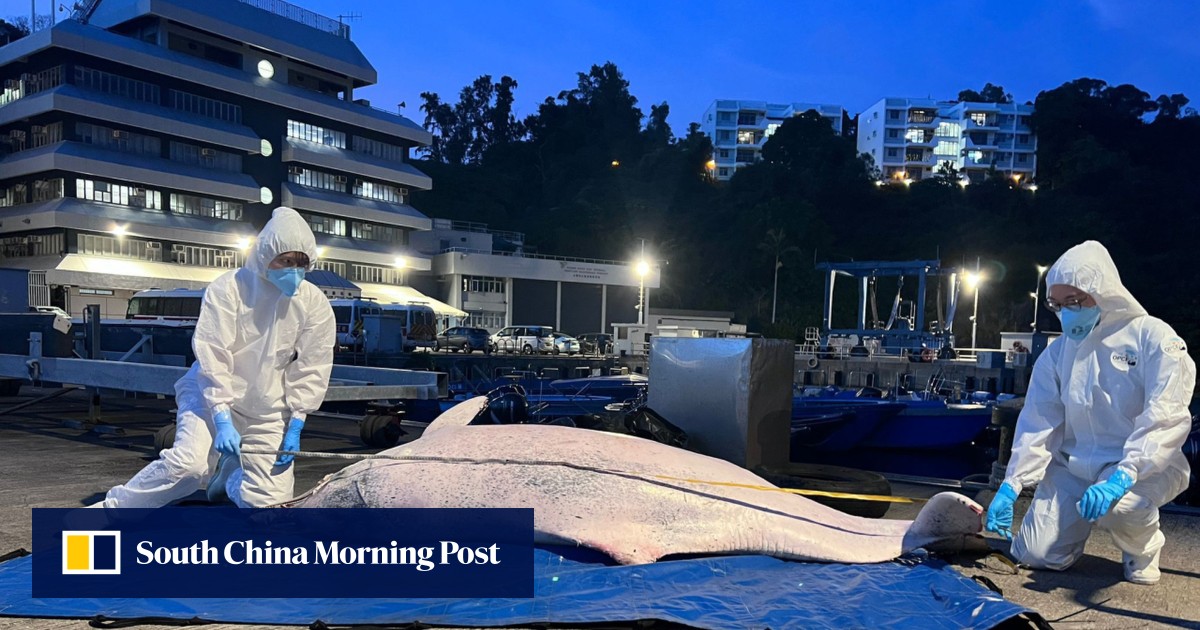 Chinese white dolphin found dead on Hong Kong shores, necropsy under ...