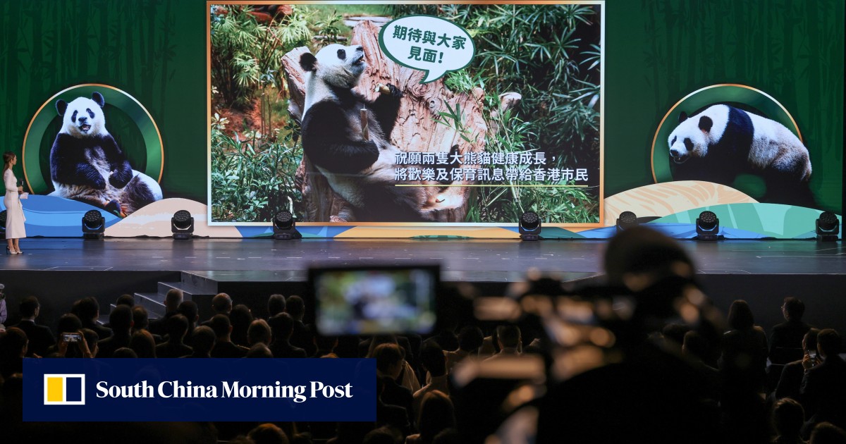 Hong Kong spent HK$700,000 on panda naming contest. Was it a waste of ...
