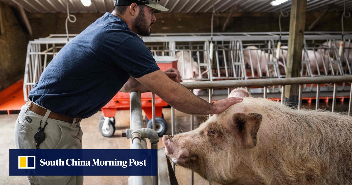 Farm breeds pigs for human kidney transplant; for latest patient her ...
