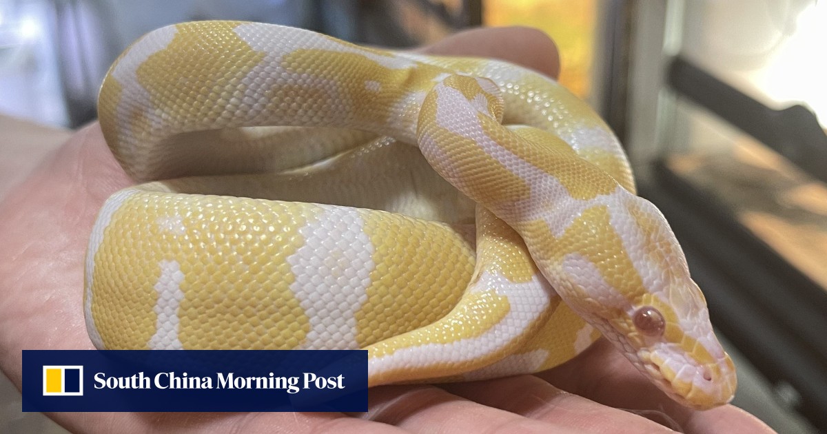 Pet snakes trending in Hong Kong as Gen Z opts for ‘chill’ animals over ...