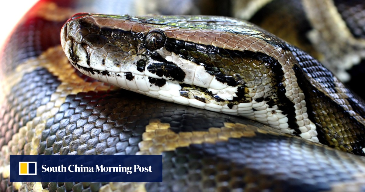 New understanding about how snakes regrow their guts could help treat ...