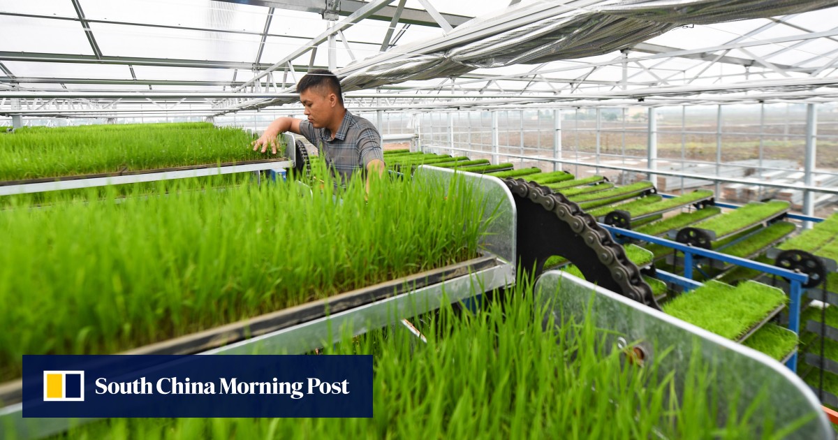 China’s record farm yields see fertiliser on its way out as advanced ...