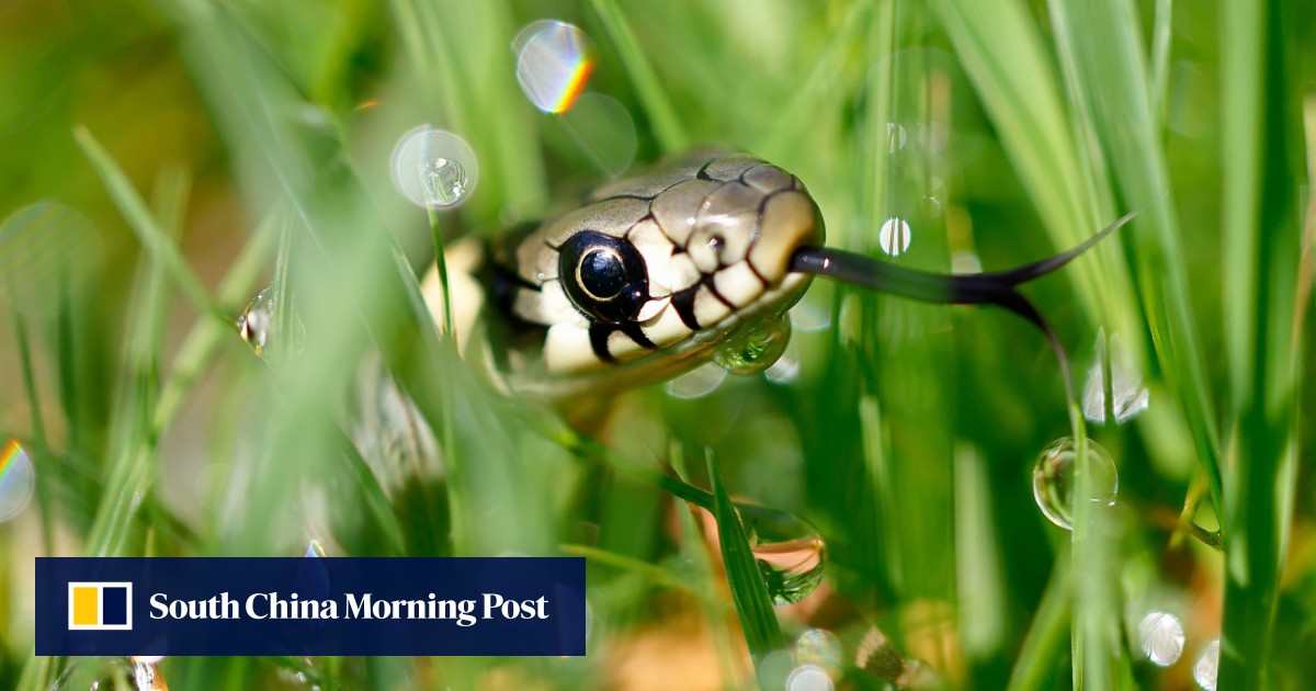 7 snake idioms to ring in the Year of the Snake, including one about ...