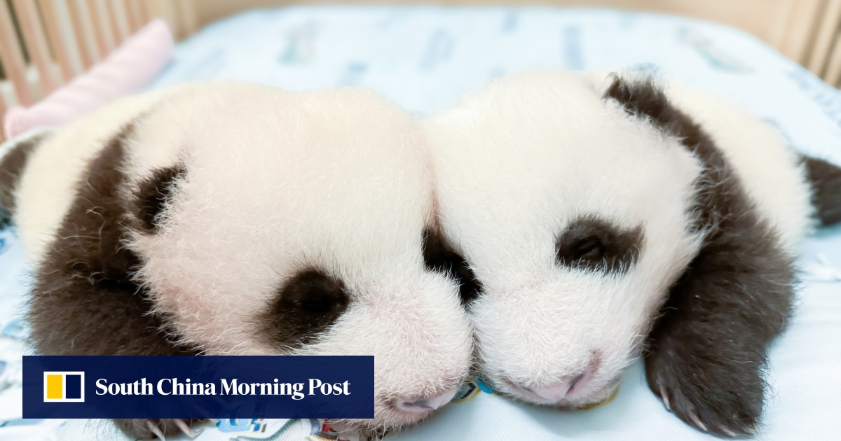 Hong Kong public may get to see panda cubs in February, Ocean Park boss ...