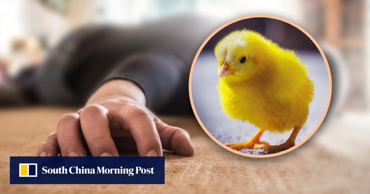 Man in India dies after swallowing live chick to cure infertility in ...
